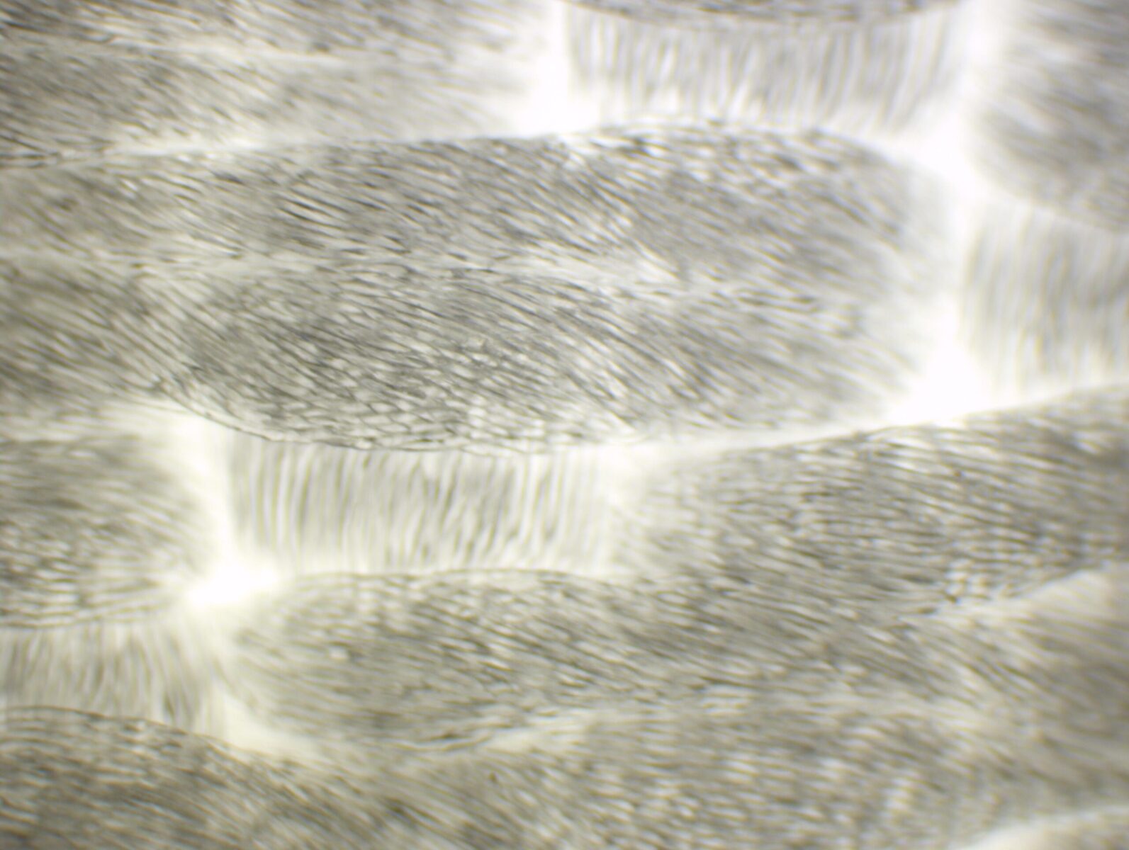 Filter Cloth Weaving & Warping | Filtration Supply | Micronics